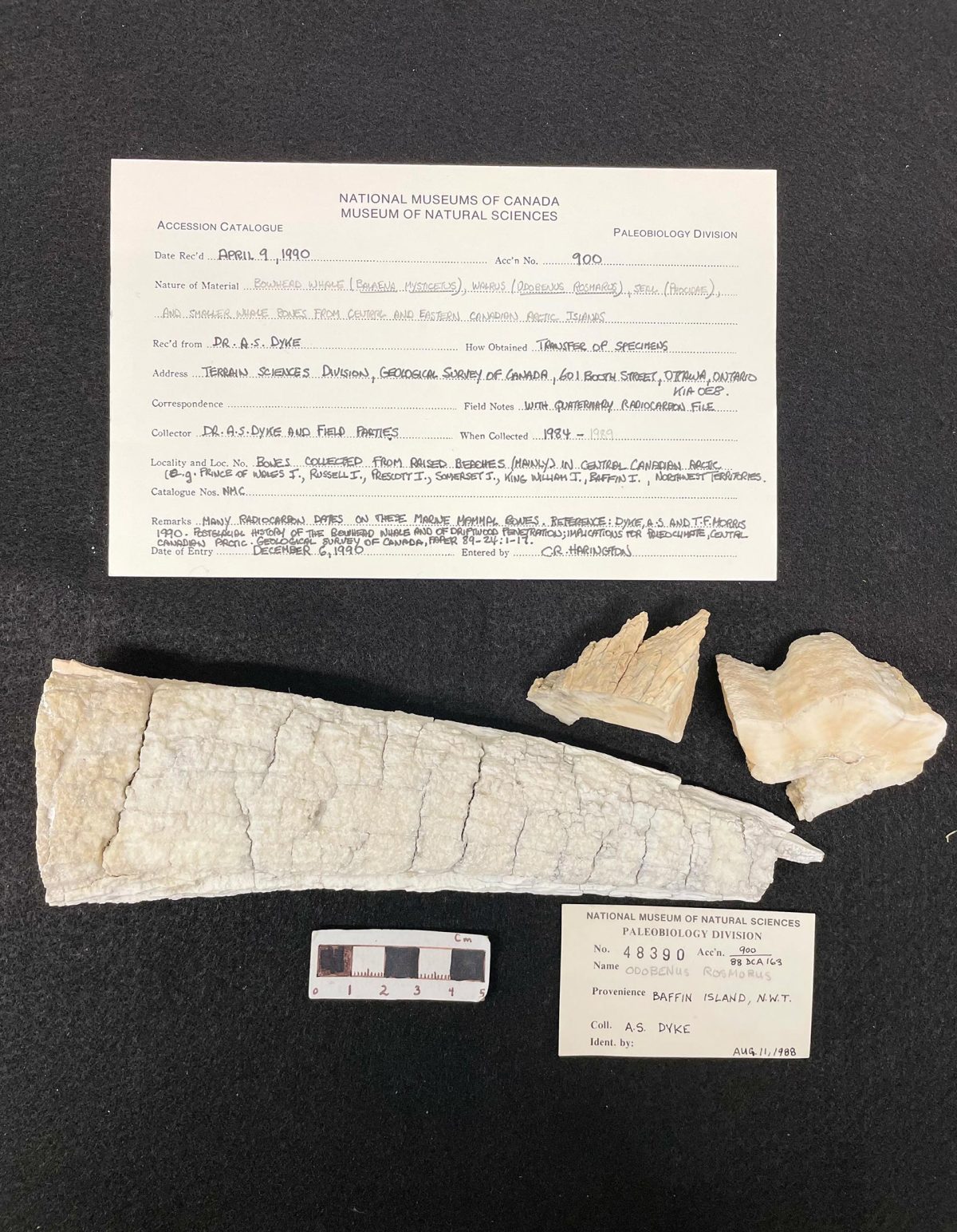 Ancient Walrus DNA Reveals Mysteries of Viking Ivory Trade