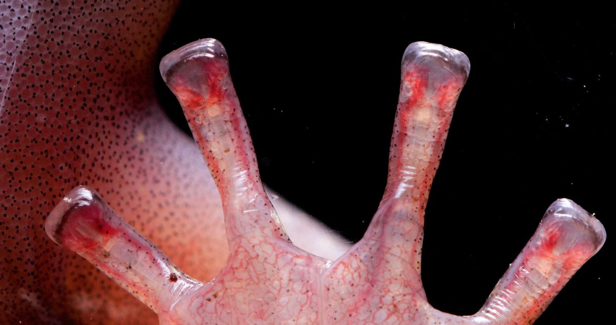 Defying Gravity: Scientists Unveil Blood-Powered Mechanism Behind ...