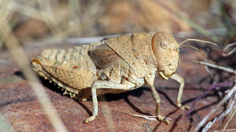 Scientists Have Been Warning About an “Insect Apocalypse” for Years ...