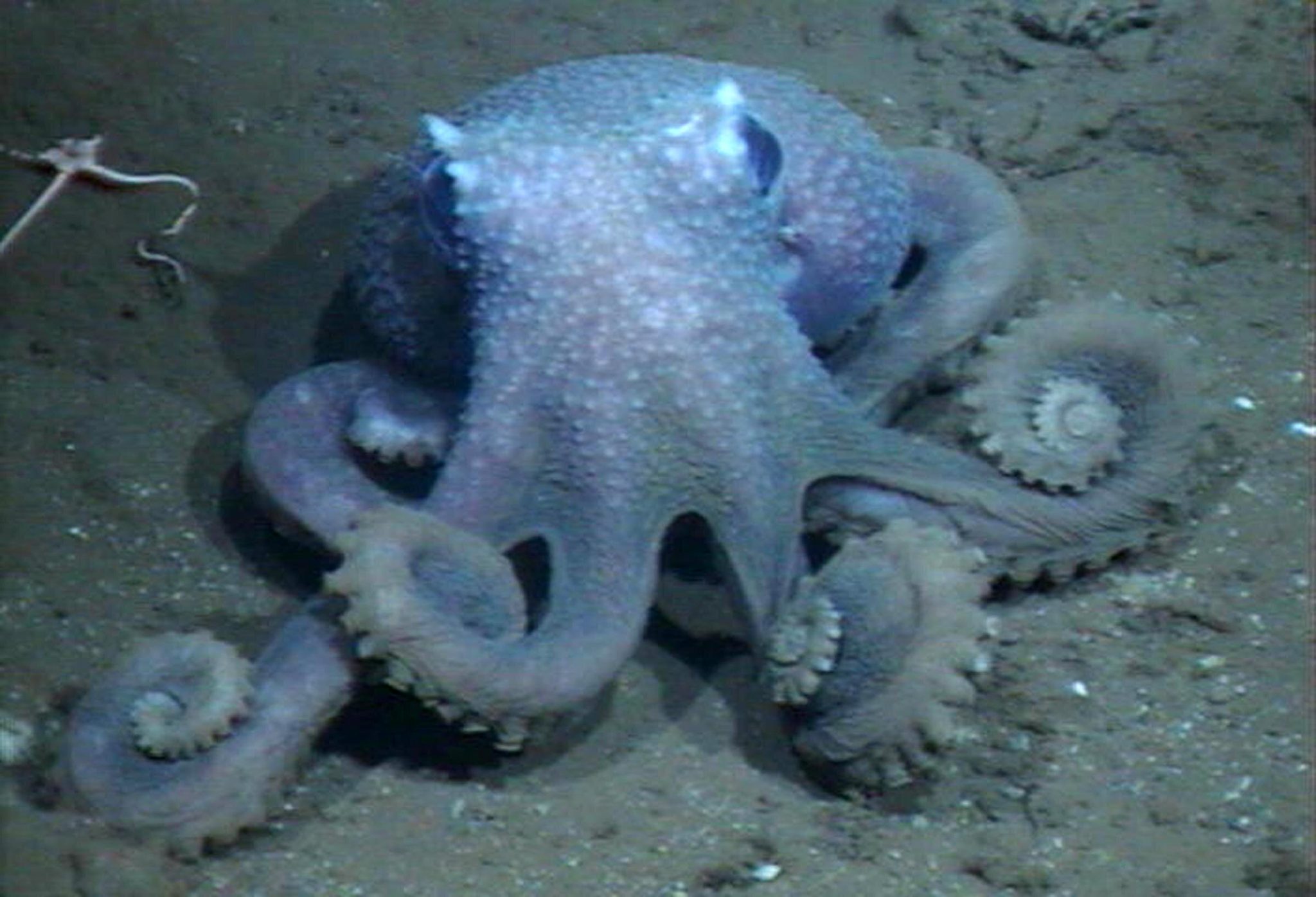 Scientists Cracked the Case of Why Octopuses of the Same Species Can ...