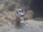 This Animal Can Scuba Dive: Meet the Lizard That Uses Air Bubbles To ...