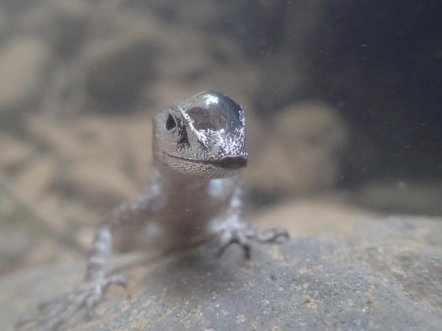 This Animal Can Scuba Dive: Meet the Lizard That Uses Air Bubbles To ...