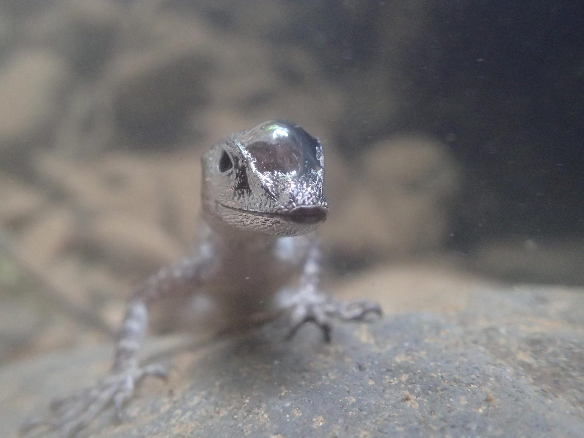 This Animal Can Scuba Dive: Meet the Lizard That Uses Air Bubbles To ...