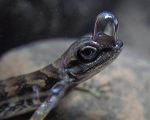 This Animal Can Scuba Dive: Meet the Lizard That Uses Air Bubbles To ...