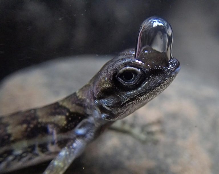 This Animal Can Scuba Dive: Meet the Lizard That Uses Air Bubbles To ...