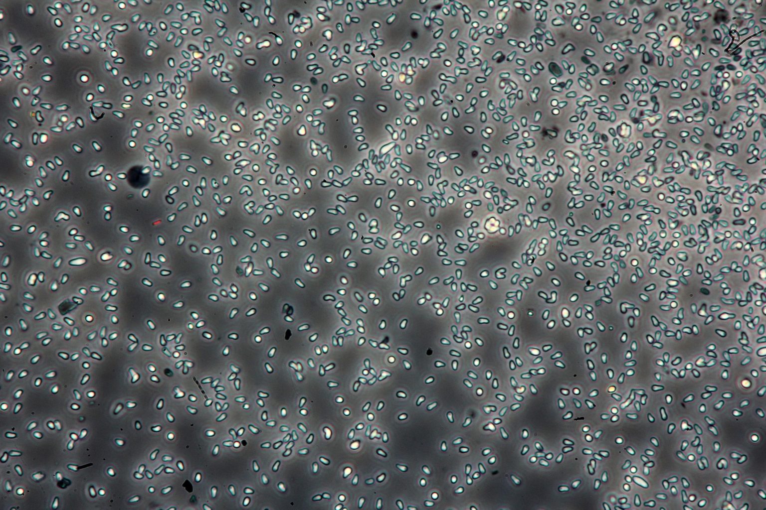 Climate Change and Extreme Weather Will Have Complex Effects on ...