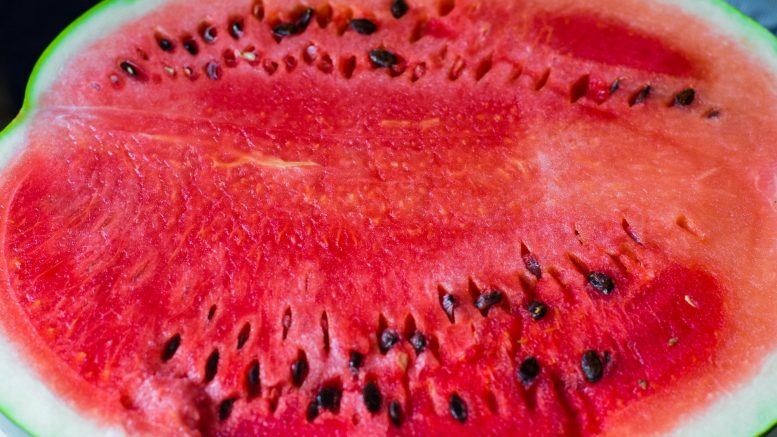 Improving Watermelons by Harvesting Genes From Wild Species