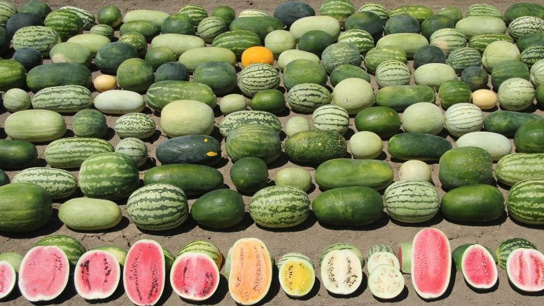 A Seedy Slice of History: Here's Where Watermelons Actually Came From