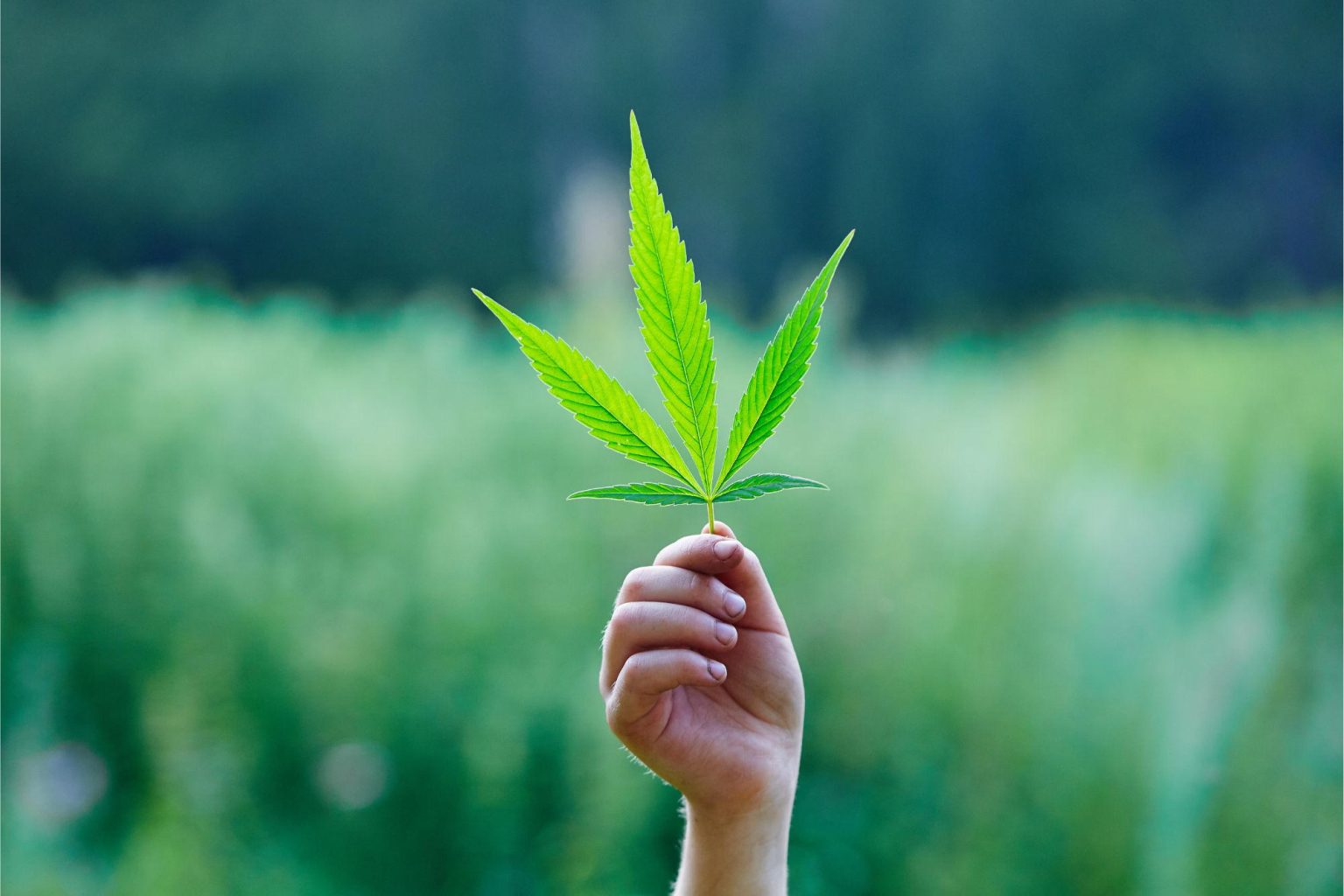 Scientists Build First Universal “Aroma Language” for Cannabis and Hemp