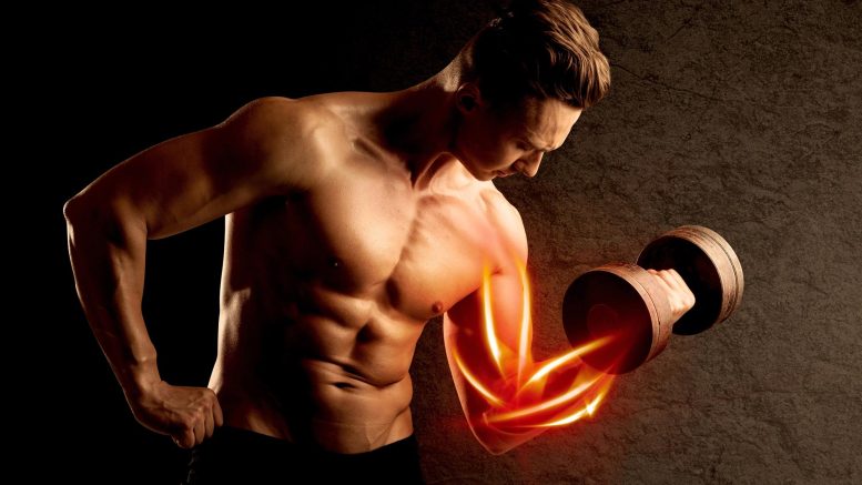 Scientists Discover Important Mechanism for Muscle Building