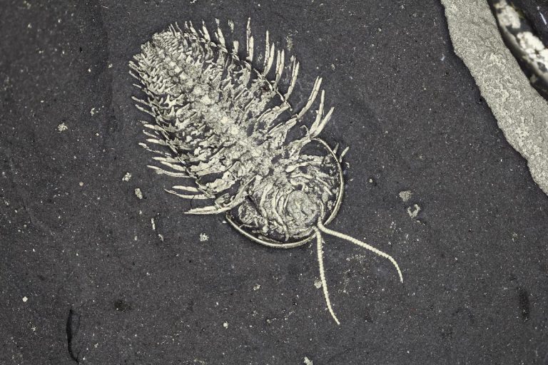 Unexpected Appendages Found in Trilobite Fossils Challenge Old Theories