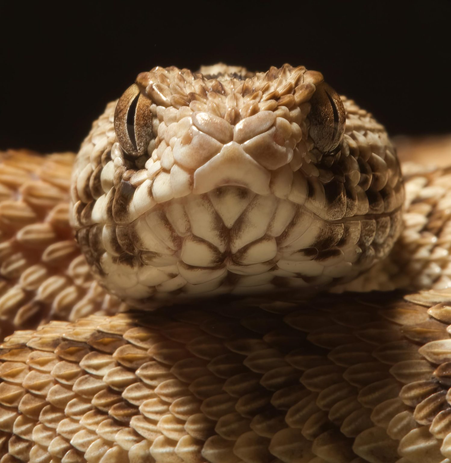Toxic Insights: Snake Venom Research Breakthrough Using 3D Model of ...