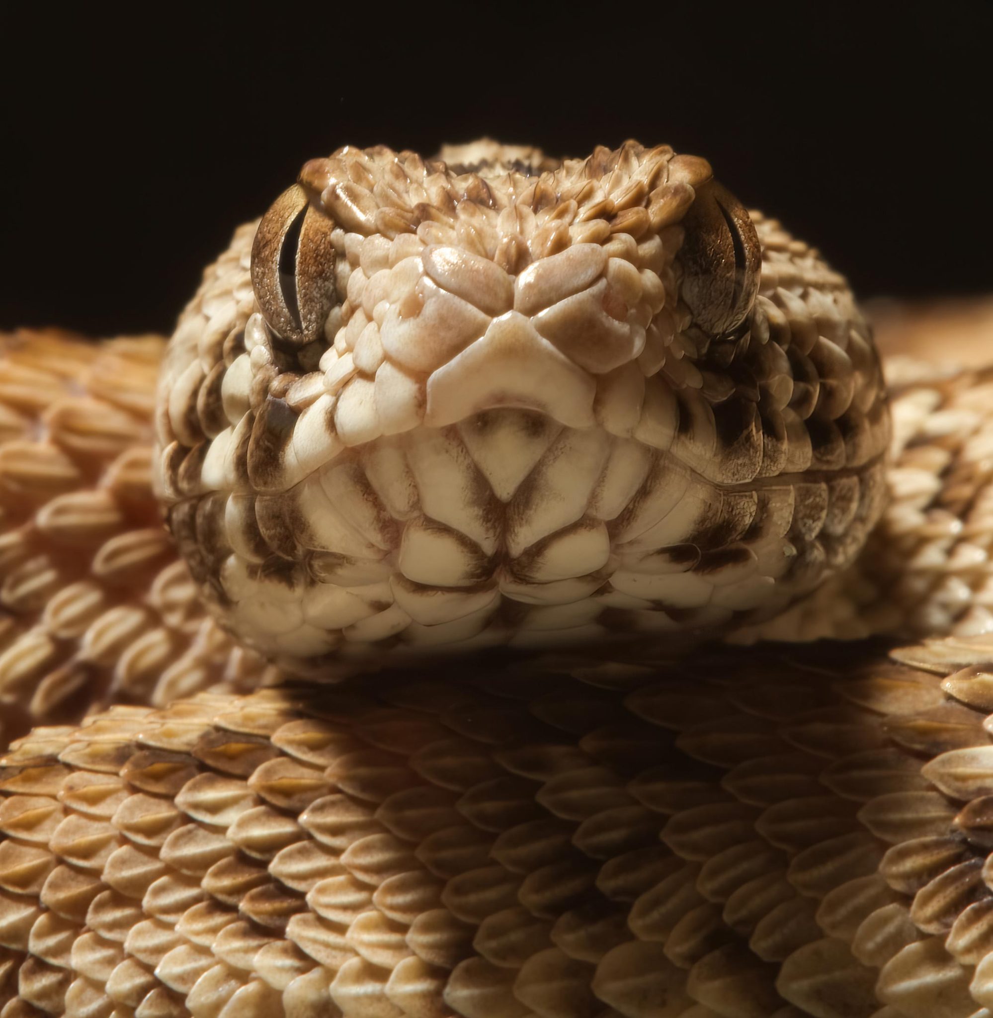 Toxic Insights: Snake Venom Research Breakthrough Using 3D Model of ...