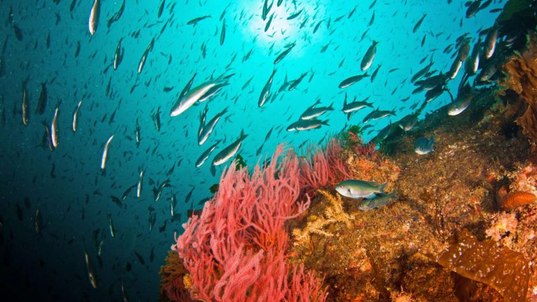 Key to Past & Future Habitat of West Coast Marine Species Is Ocean ...
