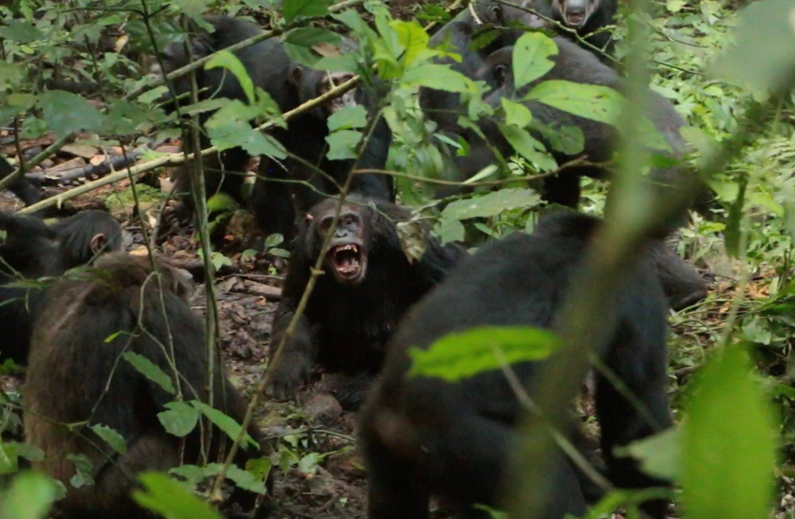 Largest Known Wild Chimpanzee Community Breaks Apart After Decades of Unity