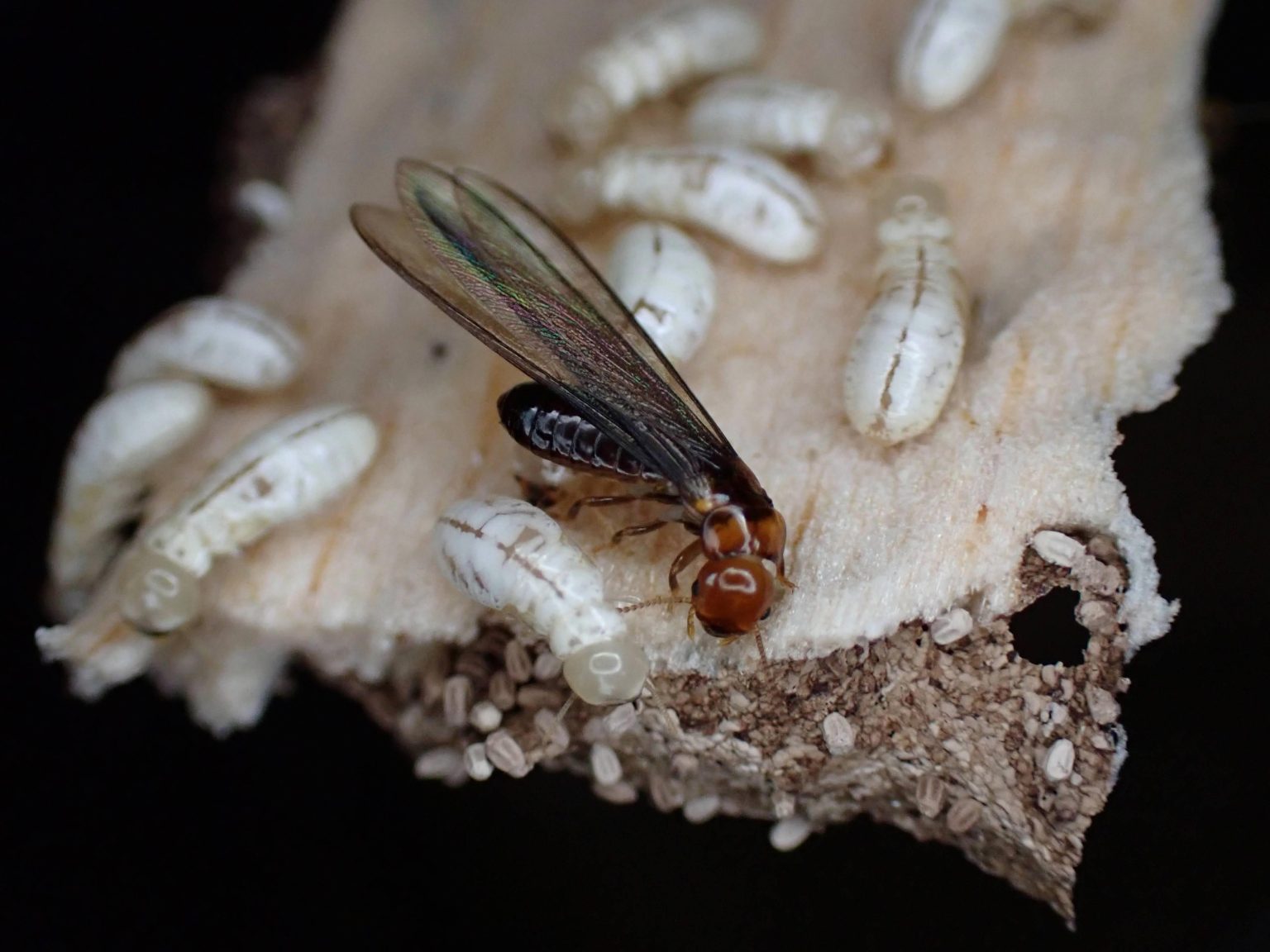 New Chemical Kills 95% of Termites and Can’t Harm Humans