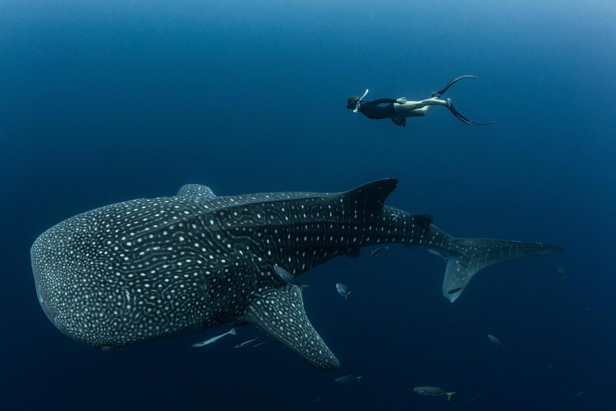 Endangered Whale Sharks Are Covered in Scars, and Humans Are to Blame