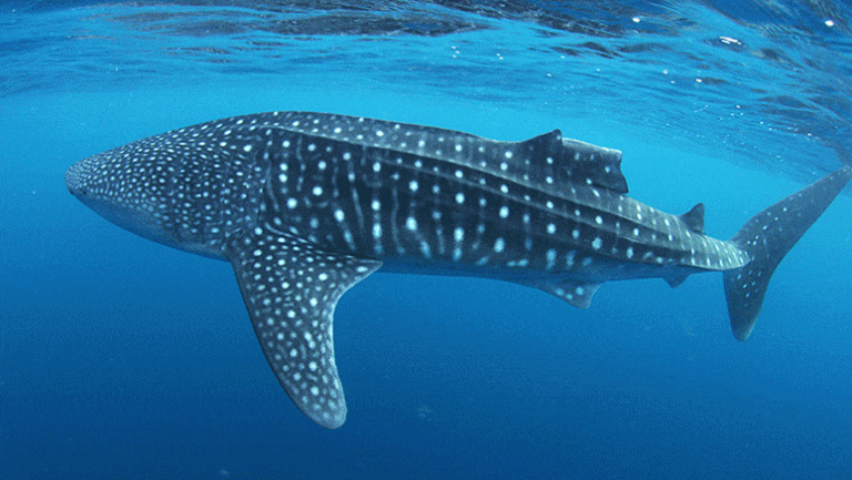 Six-Year Whale Shark Study Offers New Behavior and Conservation ...