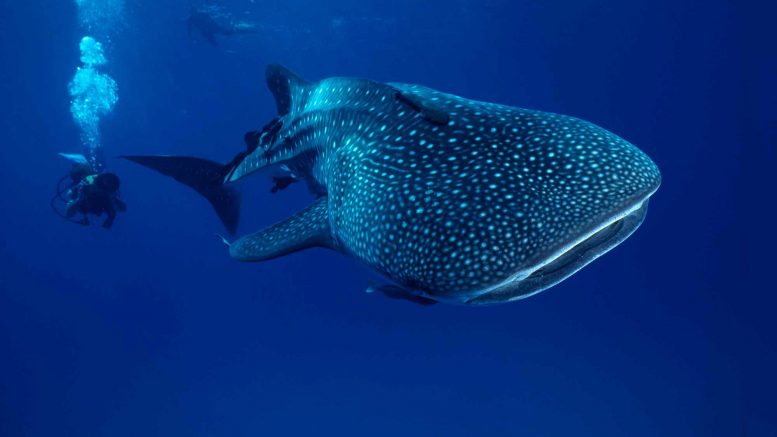 Discovery of a Bizarre, Winged “Eagle Shark” in the Cretaceous Seas