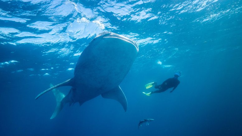 Six-Year Whale Shark Study Offers New Behavior and Conservation ...