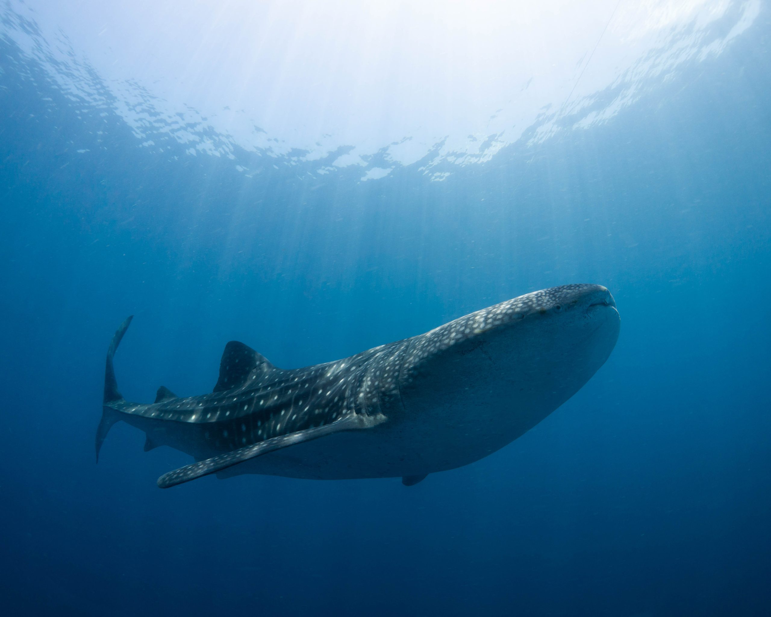 15,000x Increase: Global Warming Drives Whale Sharks Into Danger Zones ...