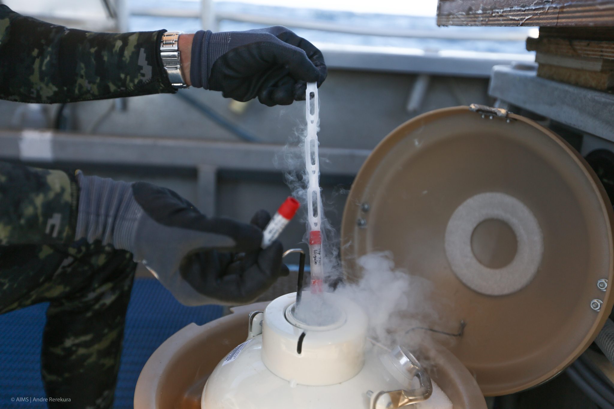 Over 60 Feet Long – Scientists Discover the New World’s Largest Omnivore