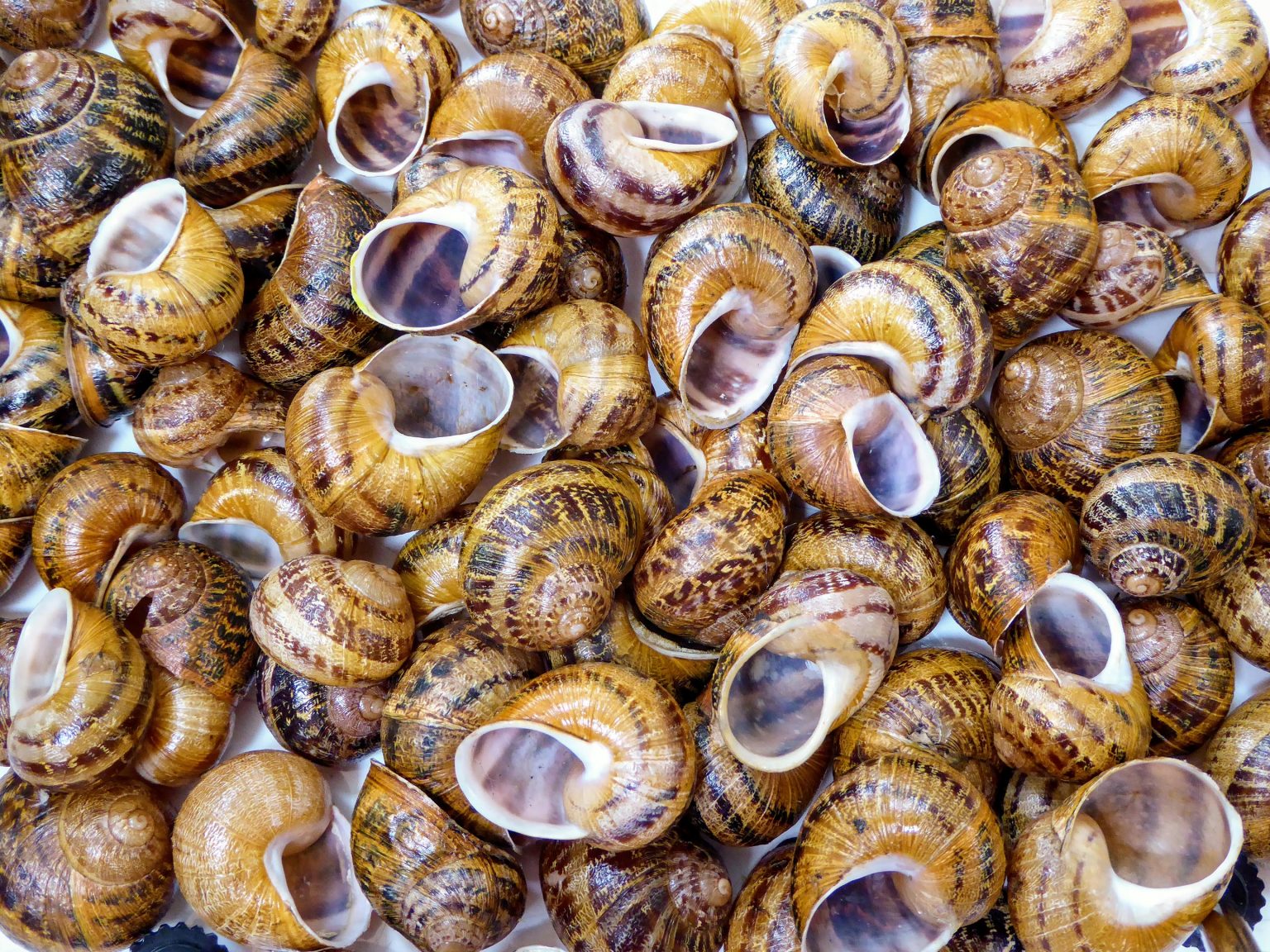 One-in-a-Million “Shellebrity” Garden Snail: Global Campaign Finds Two ...