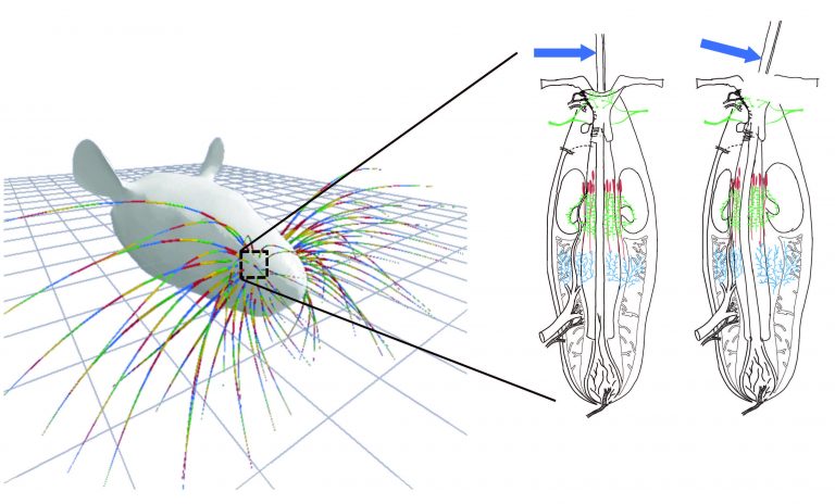Whisker Simulation Gives New Insight Into Mammals’ Mysterious Sense of ...