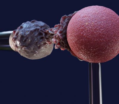 Squishy White Blood Cells Quickly Morph To Become Highly Stiff and ...