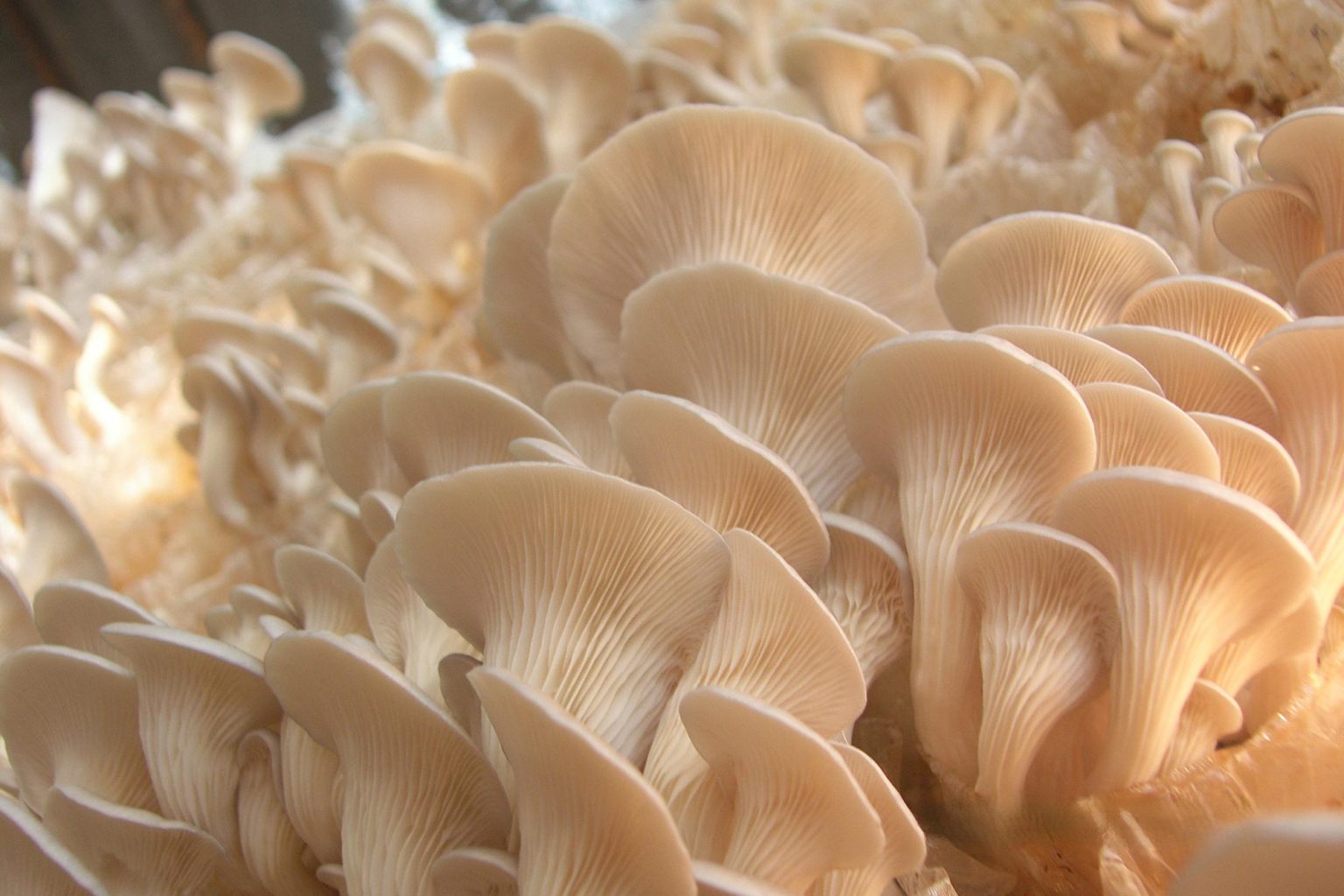 Earth Was a Fungal World Before Plants Existed