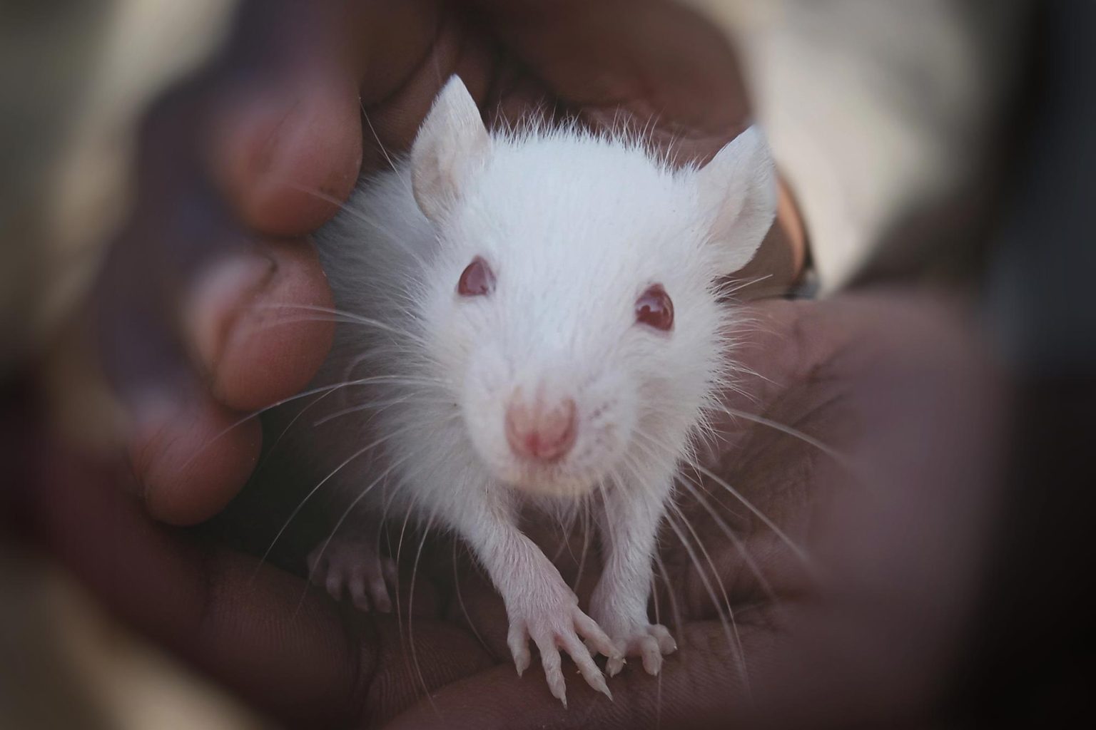 In a Scientific First, Mice Engineered With Rat Neurons Show Advanced ...