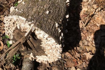 How Enzymes Produced by White Rot Fungi Reign Supreme in Worldwide ...