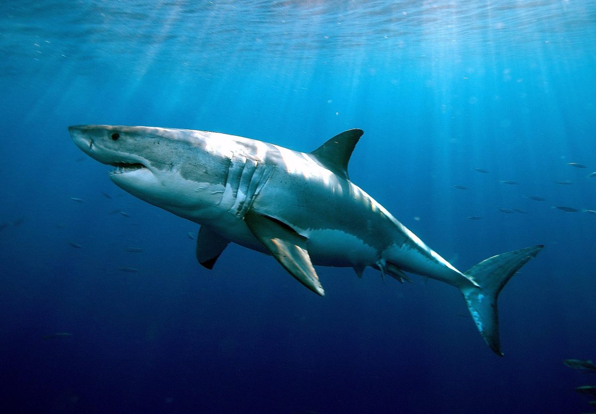 Why Great White Sharks’ DNA Doesn’t Add Up