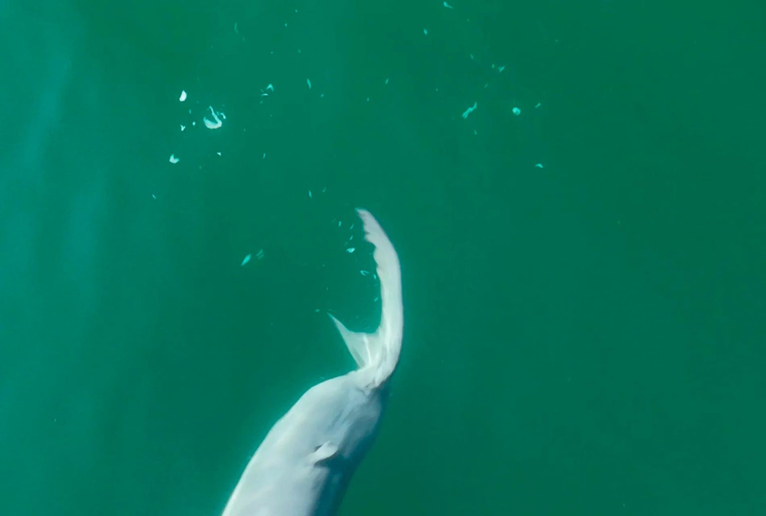 Unprecedented Footage – First-Ever Live Newborn Great White Shark Sighted