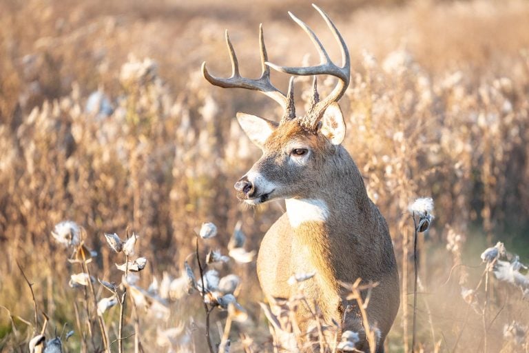 A Fatal Deer Disease May Be Spreading in Ways No One Expected