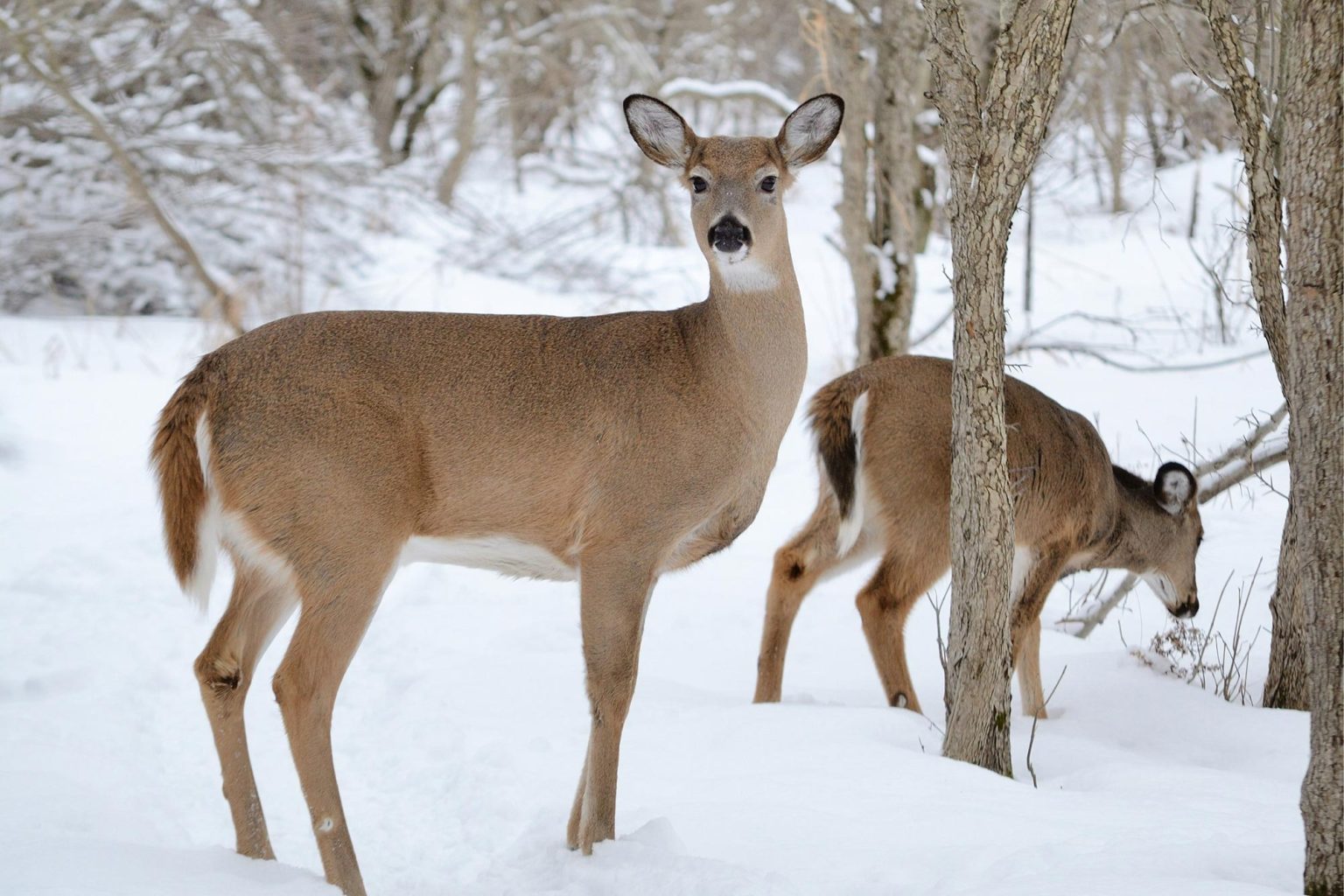 Over 80% of Deer in Study Test Positive for COVID – They May Be a ...