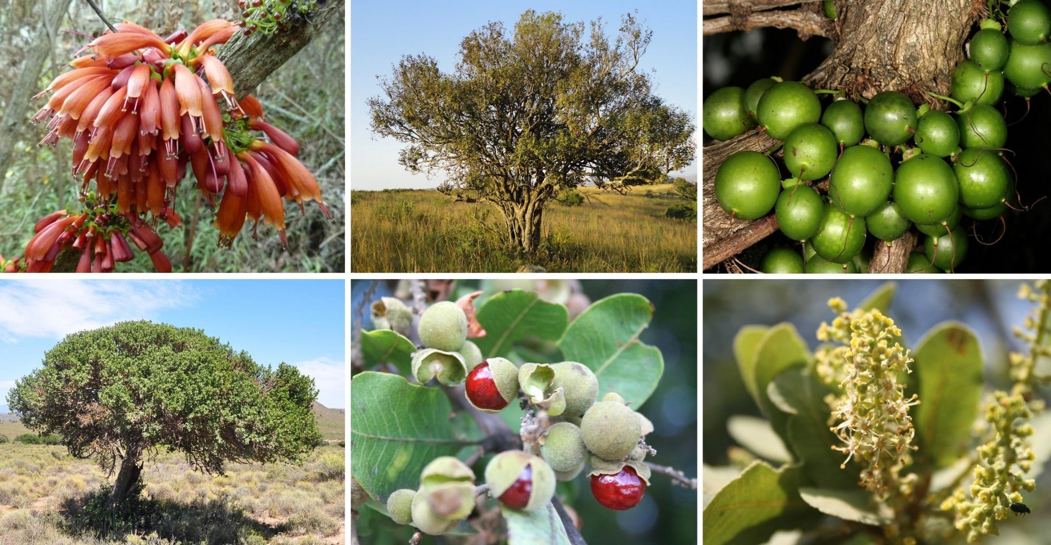 Essential Amino Acids: Why Wild African Fruits Can Supplement Low ...