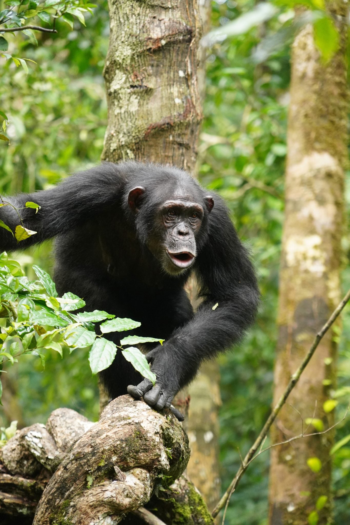 New Research Reveals That Chimpanzees Are Capable of Complex ...