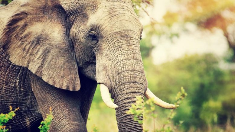 Intense Ivory Poaching Leads to Rapid Evolution of Tuskless African ...