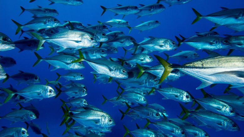 Fighting Fish Synchronize Their Combat Moves and Gene Expression Leading to Tightly Meshed Battles