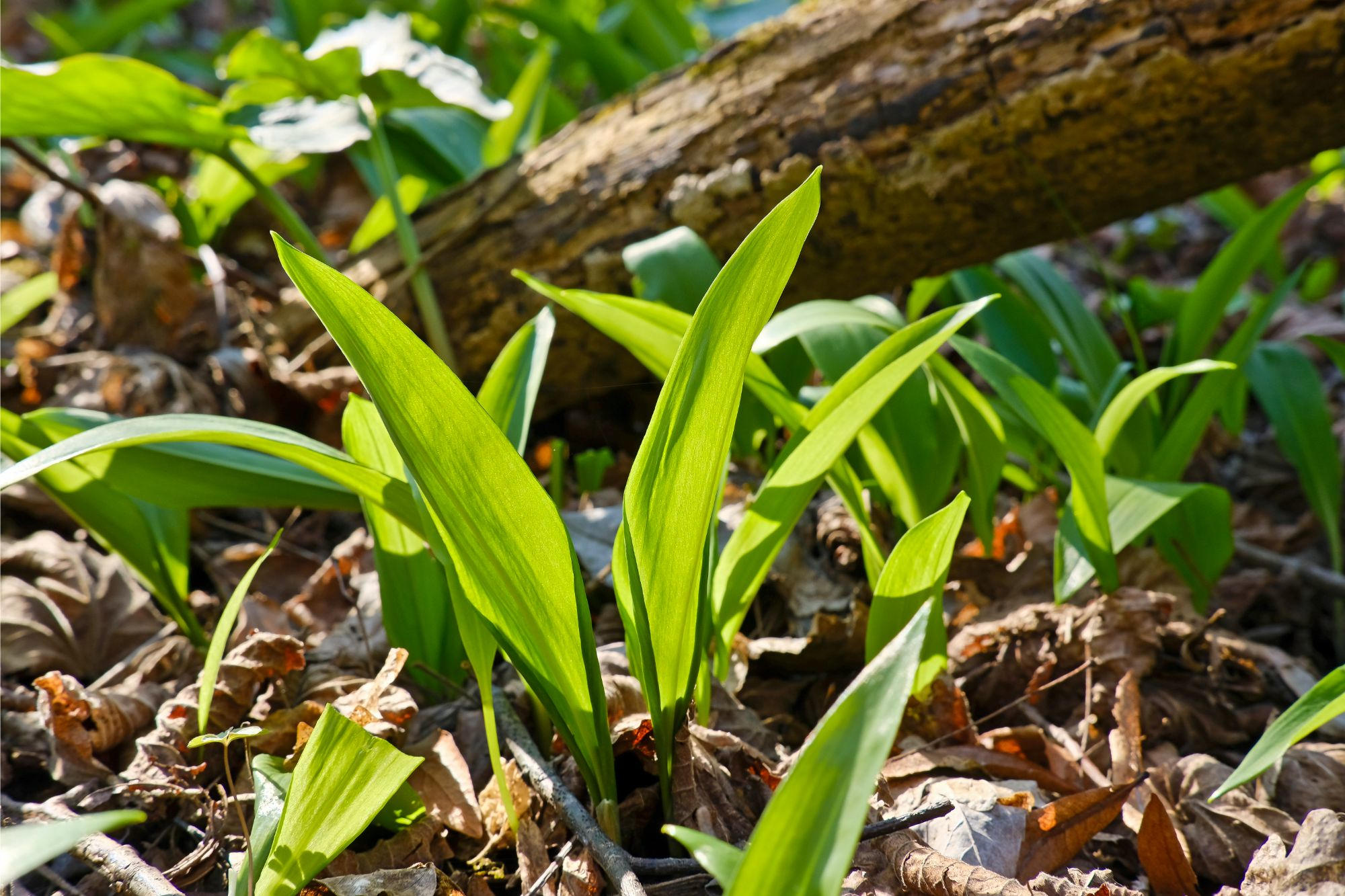 Wild Garlic