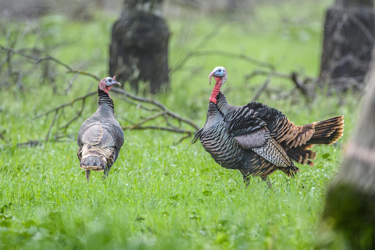 Fowl Play: How Wild Turkeys Are Outsmarting Hunters