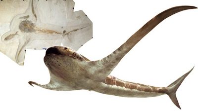 Bizarre Manta-Like Sharks Once Soared Through Late Cretaceous Oceans