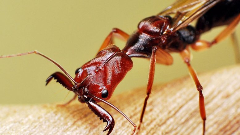 New Miniature Trap-Jaw Ant Ant Species Discovered – Named in ...
