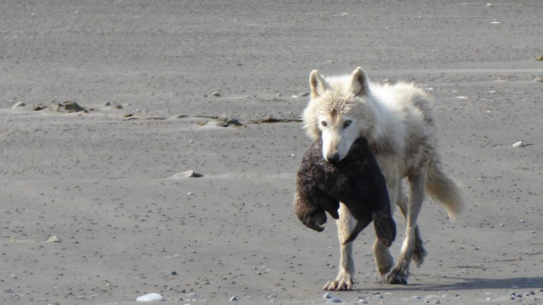 Ecology News - SciTechDaily