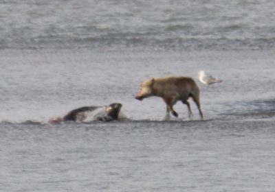 Breaking Nature’s Stereotypes: Researchers Observe Wolves Hunting Sea ...