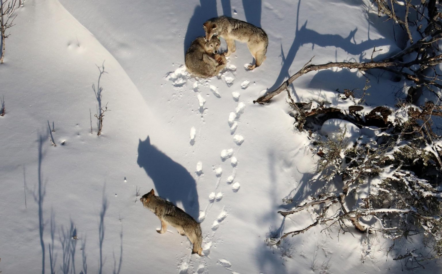 Researchers Discover New Insights About the Wolves and Moose of Isle Royale