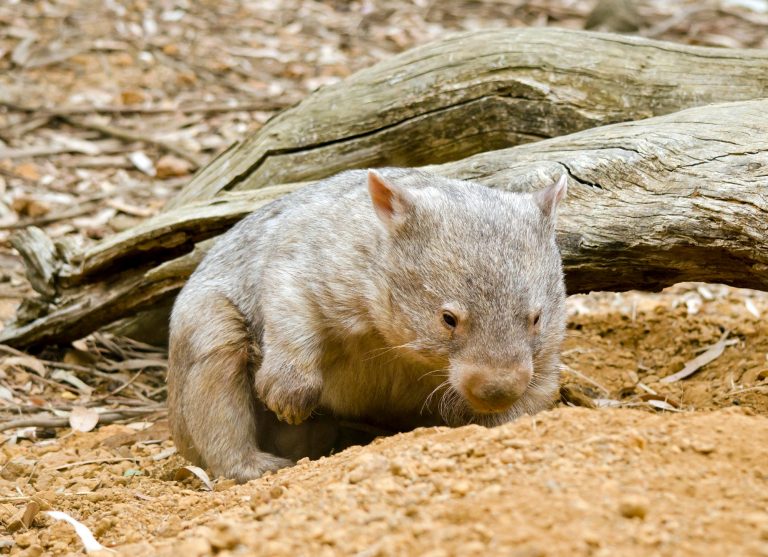 Jaw-Some Wombats: Flexible Jaws May Help Wombats Survive Change