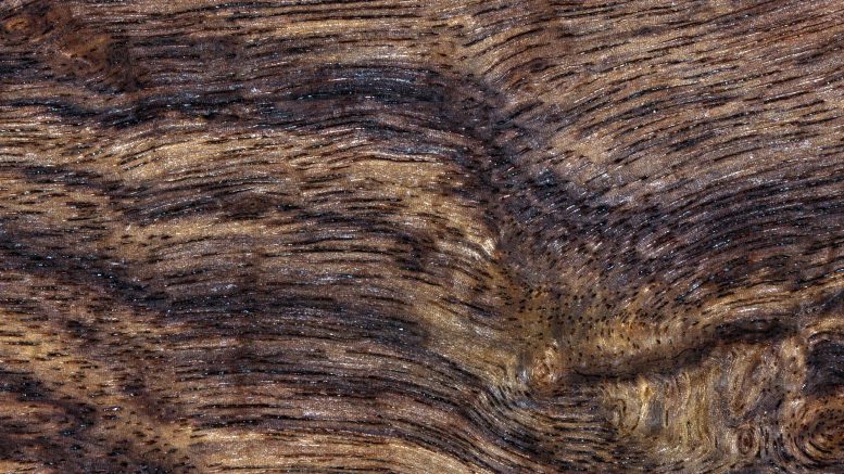 Sunken Wood Can Develop Into Habitats for Microorganisms and Invertebrates