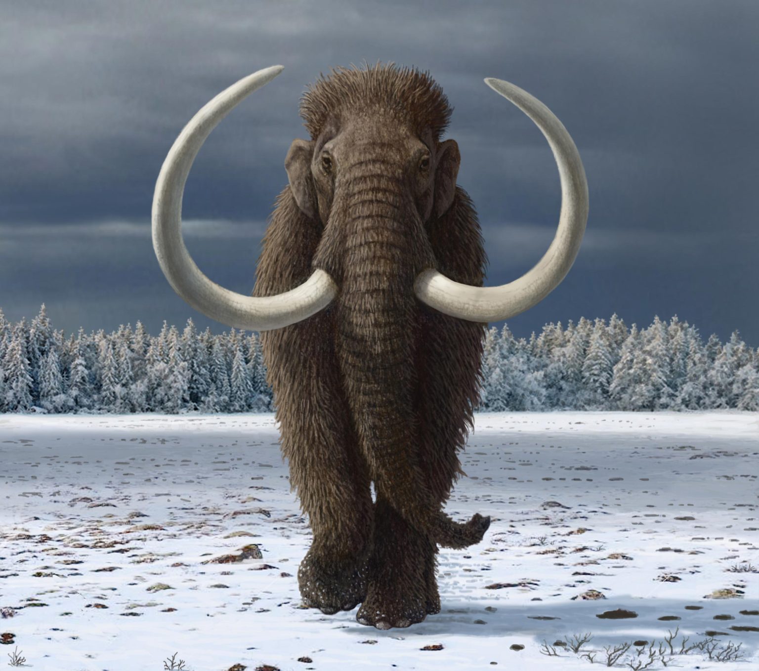 Humans Had Significant Role in the Extinction of the Woolly Mammoth